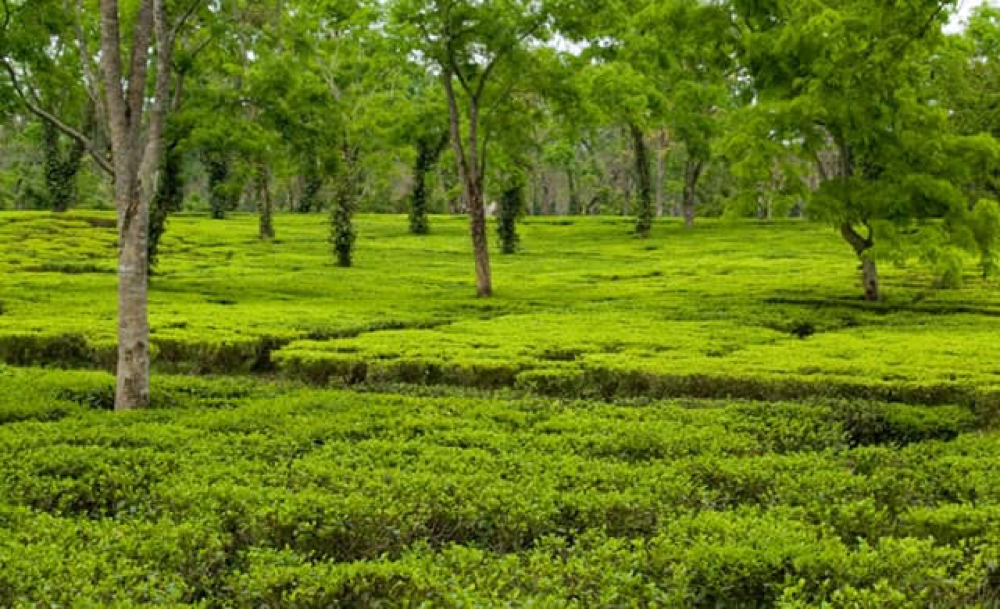 Pure Leaf Tea: There Are No Shortcuts To Making Exceptional Tea