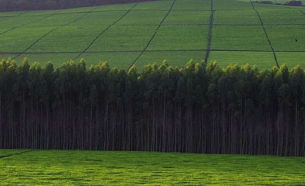 Pure Leaf Tea: There Are No Shortcuts To Making Exceptional Tea